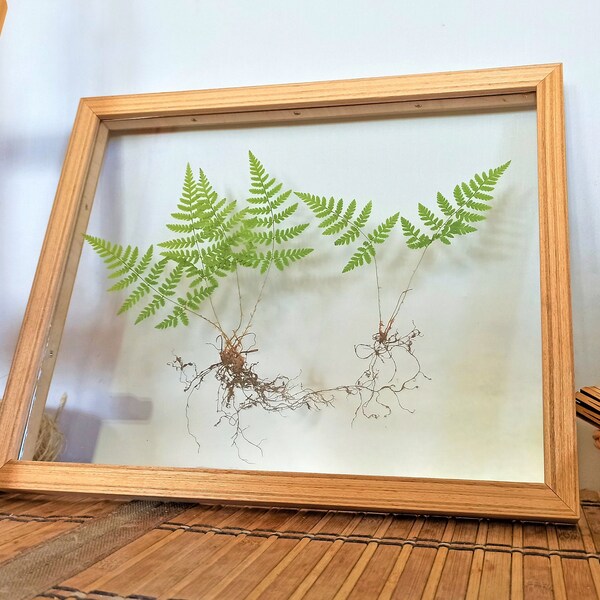 Pressed Fern Framed - Etsy