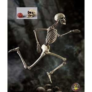Skeleton Action Figure Joint Movable Anatomical Model Skeleton Model ...