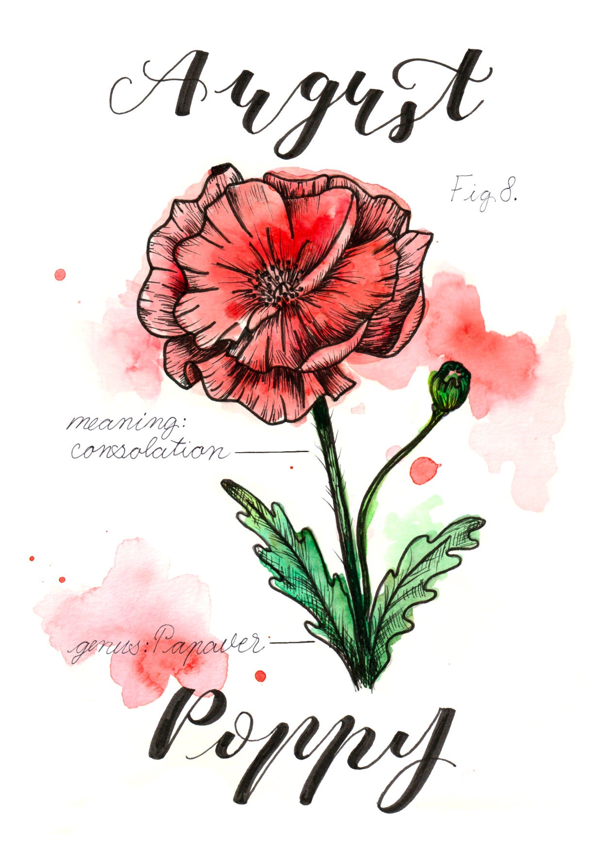 August Poppy Birth Flower Botanical Card - Etsy