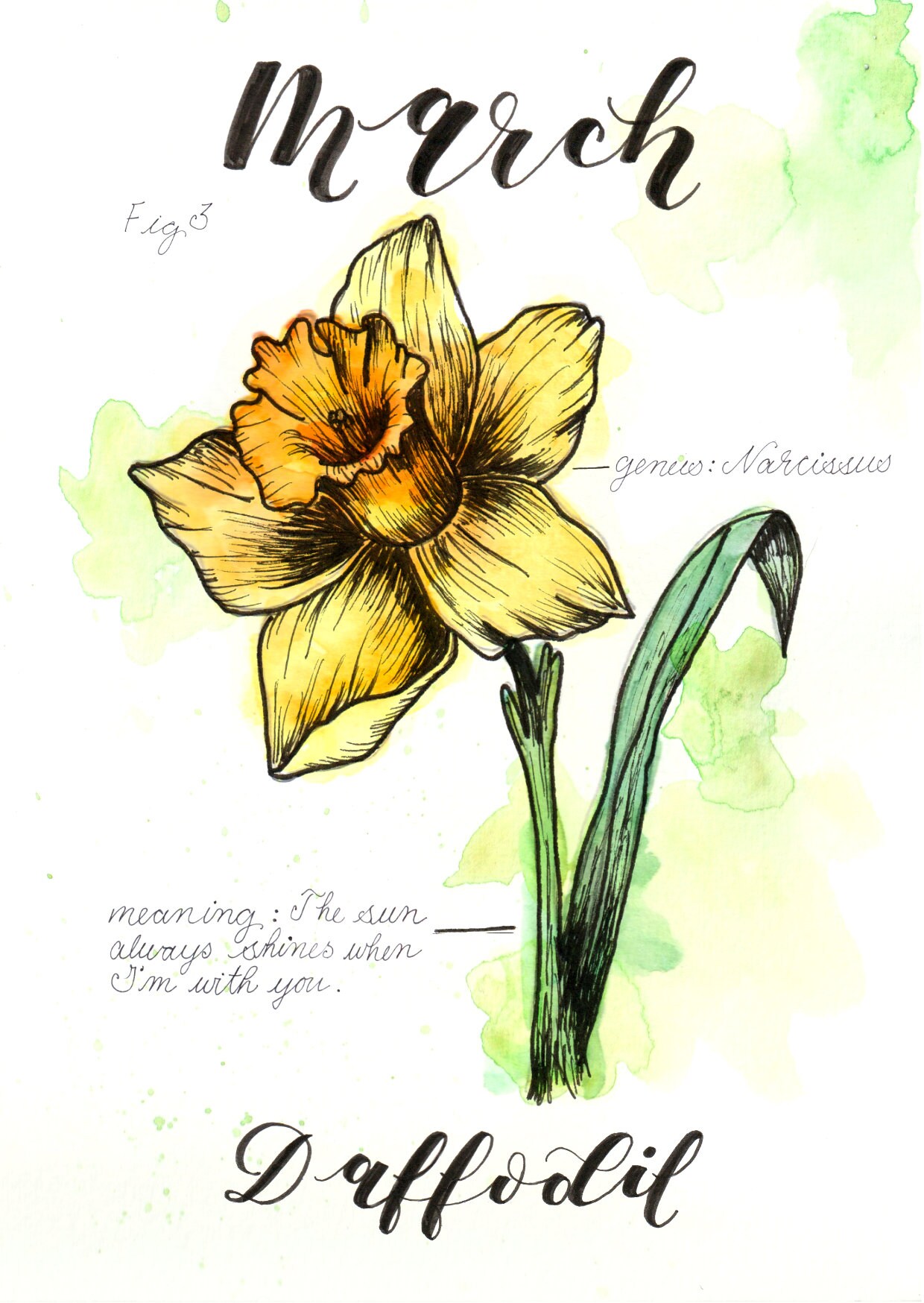 March Daffodil Birth Flower Botanical Card - Etsy
