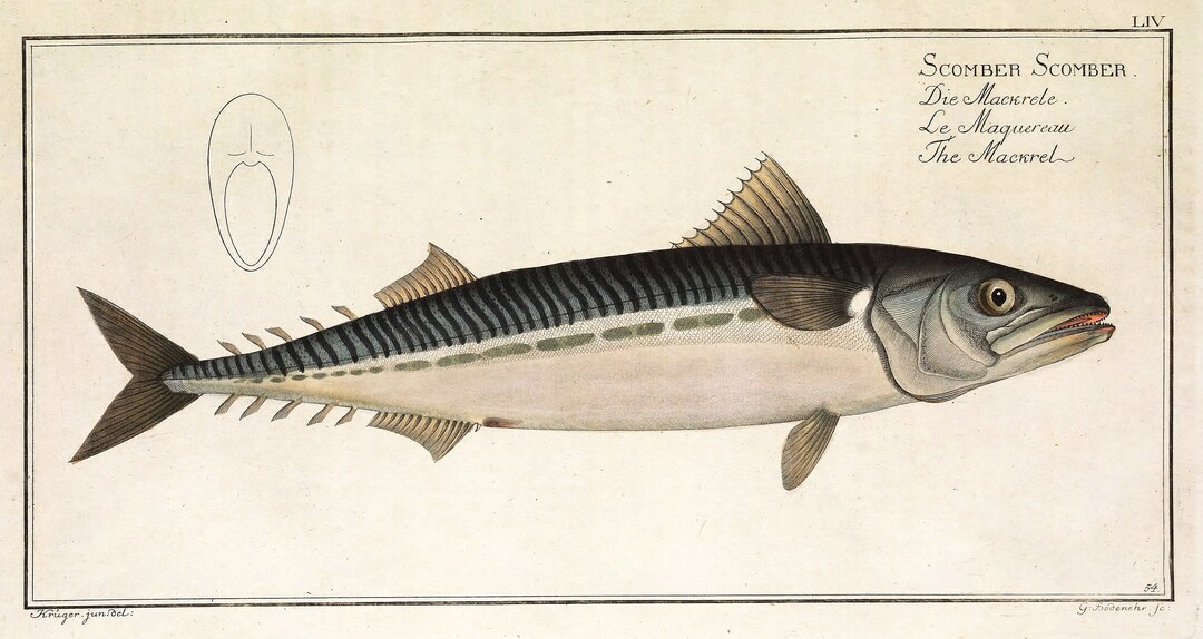Victorian Saltwater Fish Print: Reproduction Angling Poster (A4) - Etsy UK