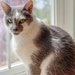 Digital Full Body Pet Portrait, Digital Dog Portrait, Digital Cat ...