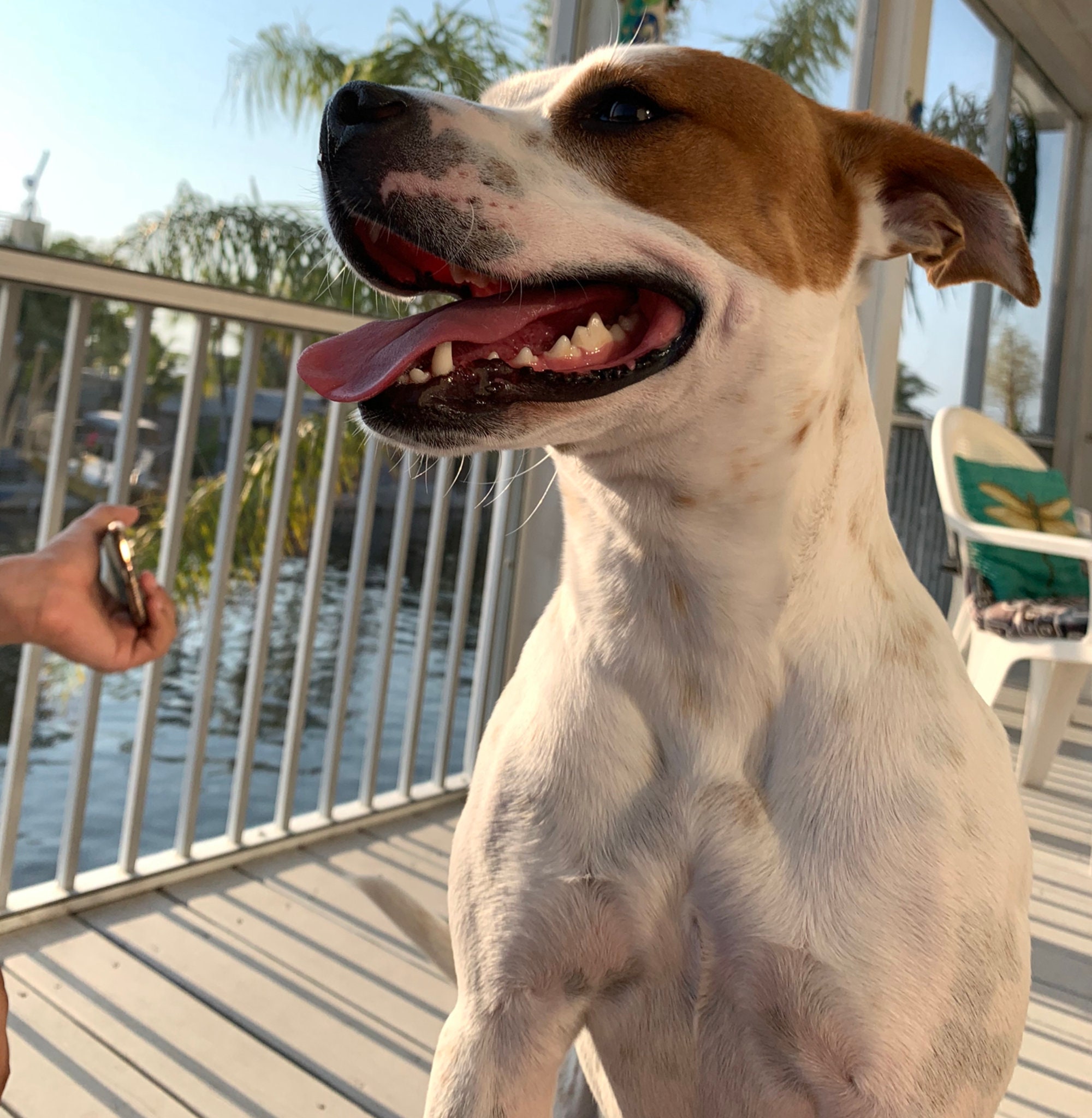 Digital Full Body Pet Portrait, Digital Dog Portrait, Digital Cat ...