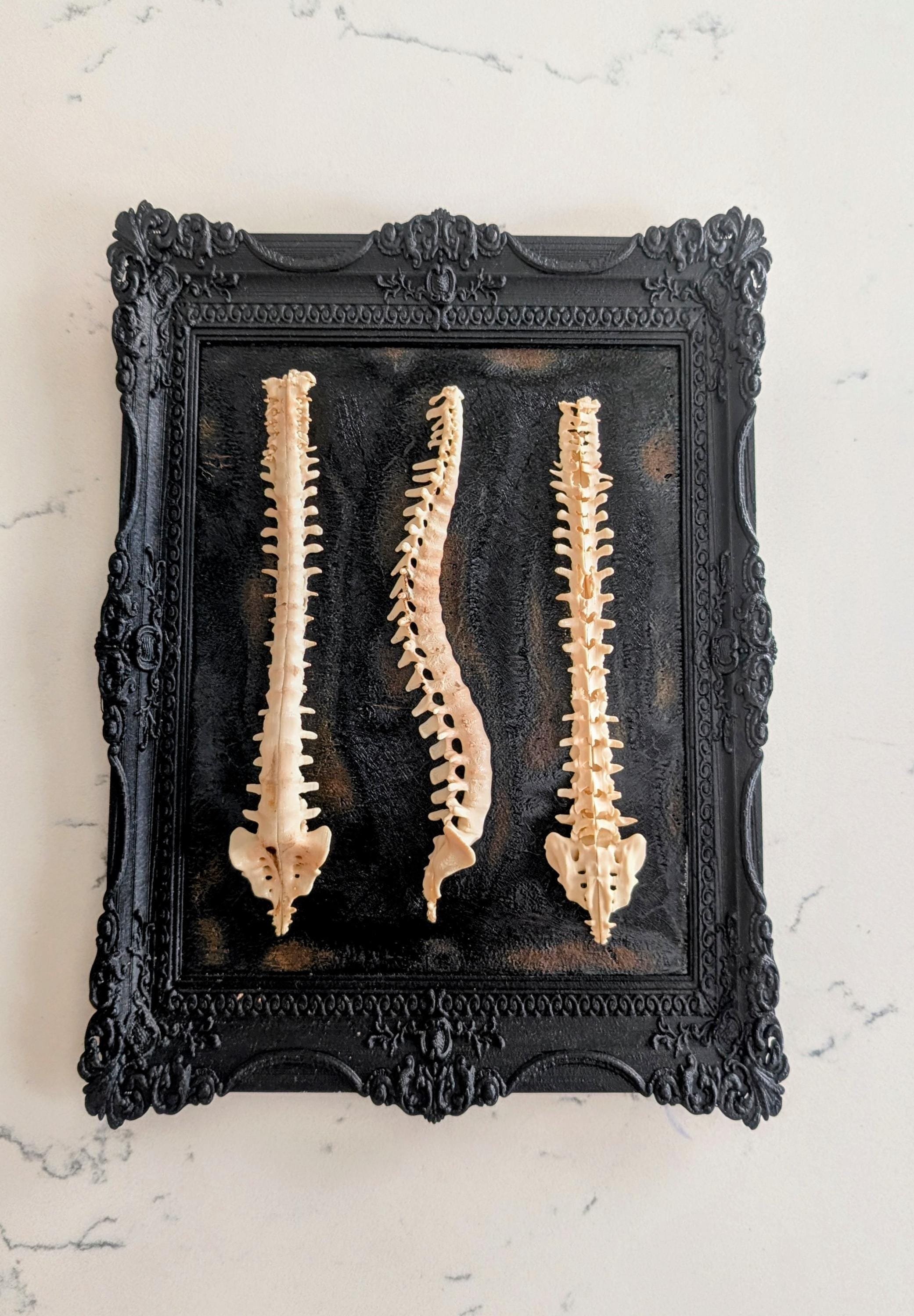 Beauty of Spines - Gothic Spine Wall Art in Ornate Black Frame - Etsy