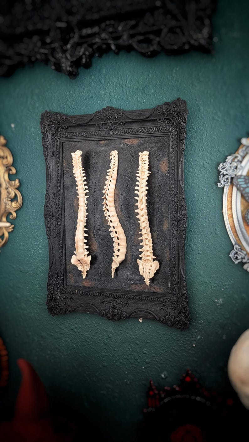 Beauty of Spines - Gothic Spine Wall Art in Ornate Black Frame - Etsy