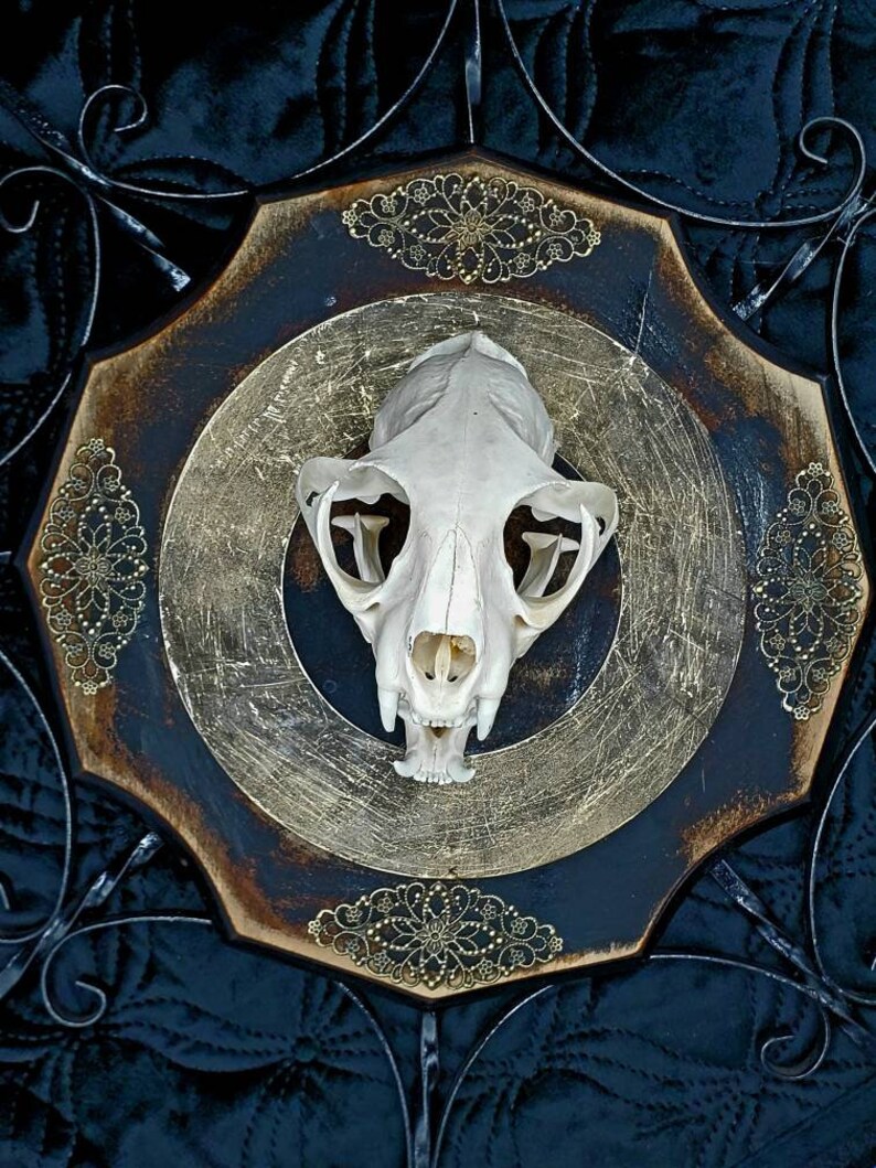 Bobcat Skull in Victorian Iron - Etsy