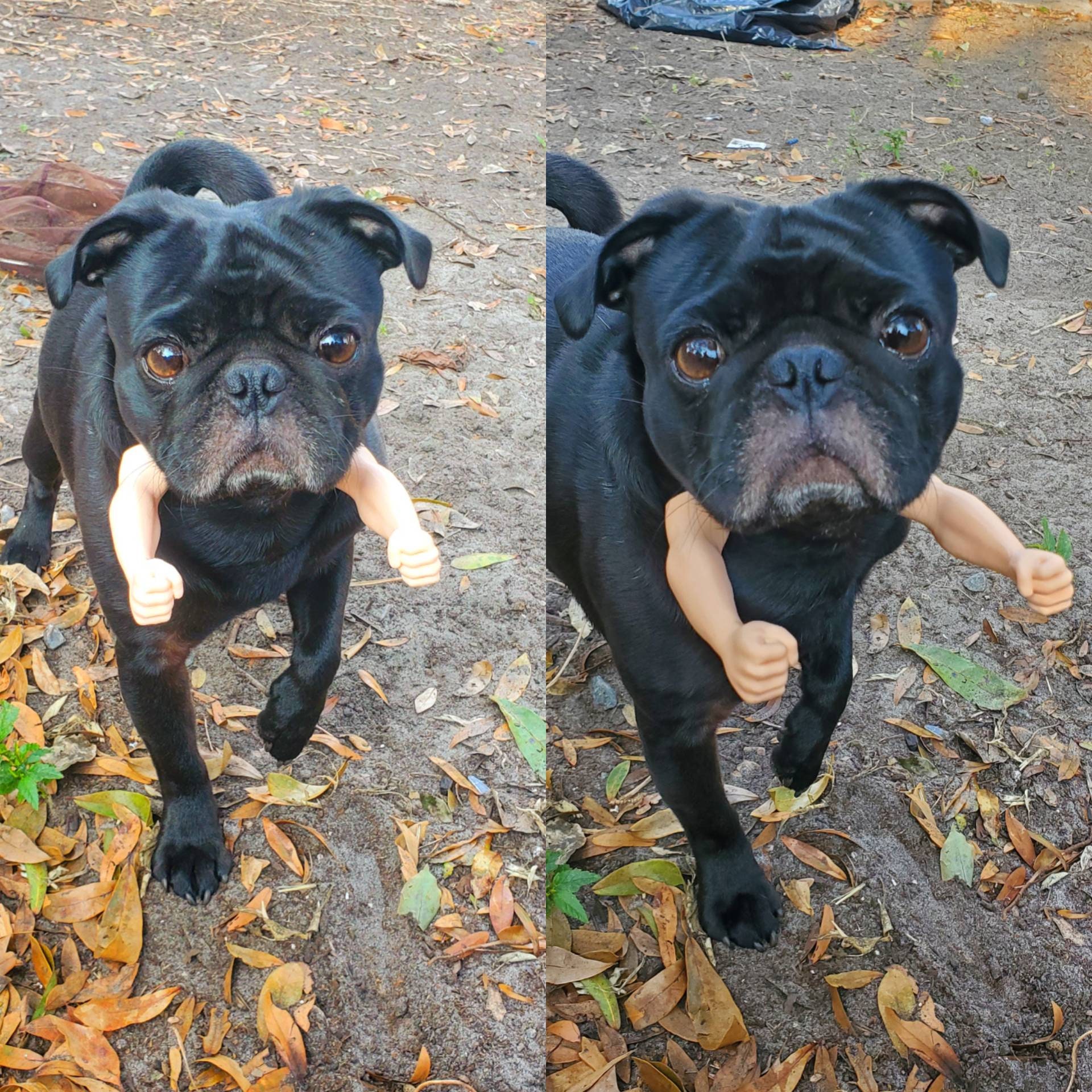 Human Dog Arms - Etsy