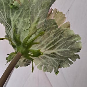 Cabbage Rose Flower Stems, Cabbage, Cabbage Rose, Artificial Ornamental ...