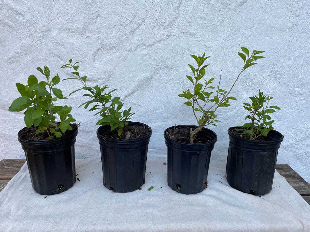 Goji Berry (lycium Barbarum)- Live Plant- Bare-root - Etsy