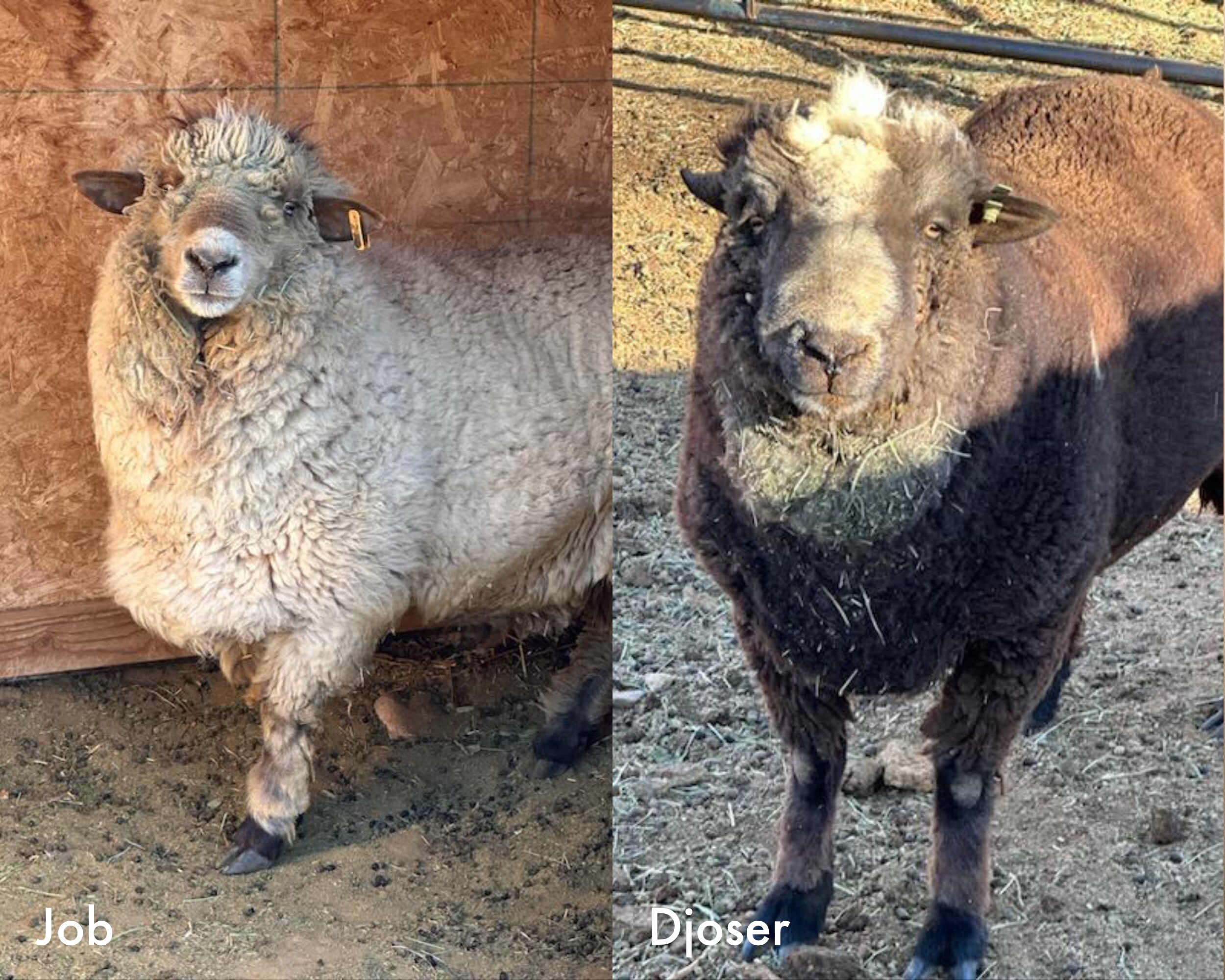 Limited Edition CVM Farm Yarn Natural Heather Sego Fibers Moab Salt ...