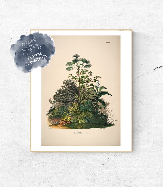 Poster vintage Palm tree poster vintage print botanical | Etsy