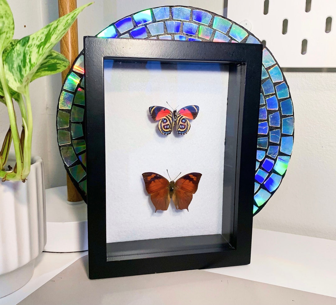 Mounted Anaea Ryphea and Callicore Hystaspes Butterfly Pair - Etsy
