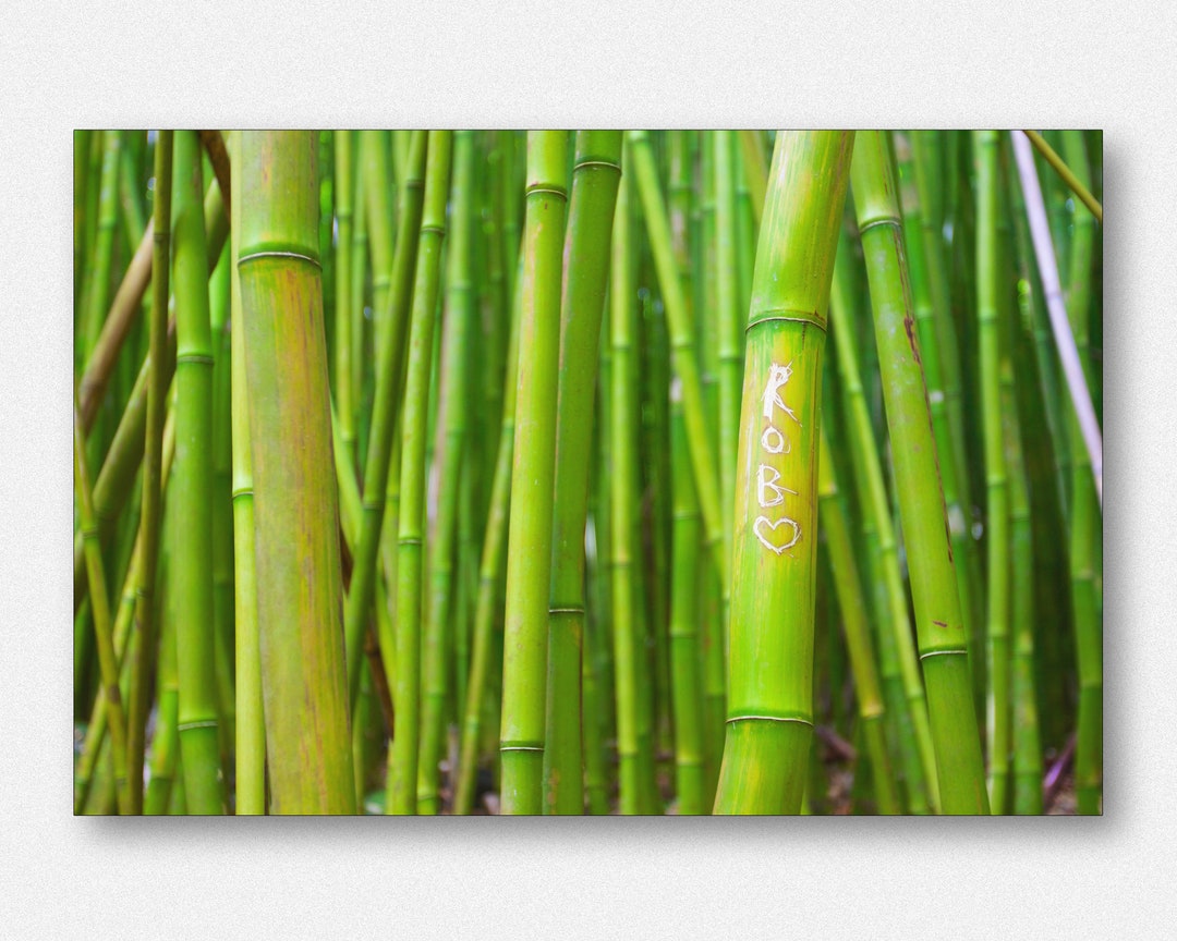 Bamboo Inscription Print Bamboo Print Island Wall Art - Etsy