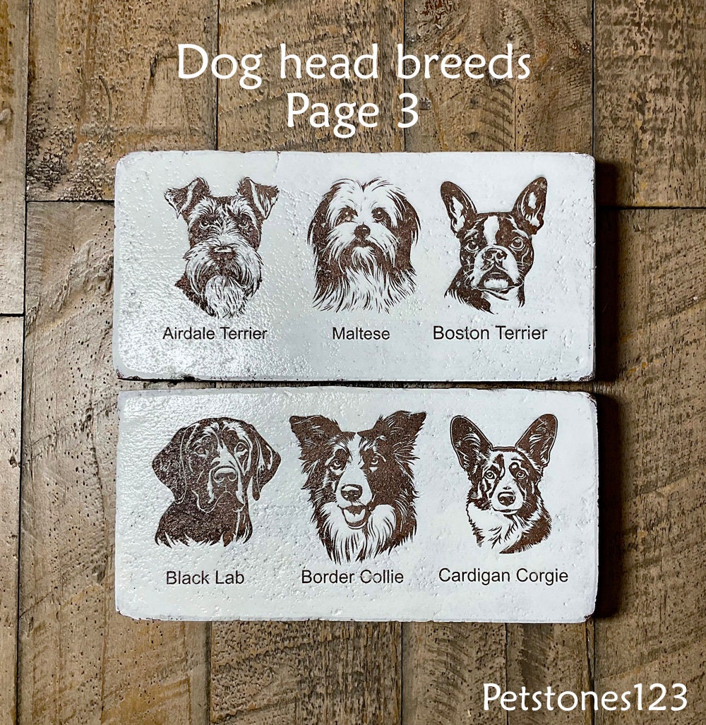 Boston Terrier Maltese