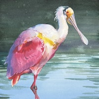 Roseate Spoonbill - Etsy