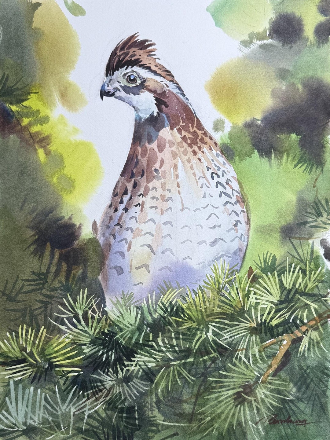 Bobwhite Quail Original Art Watercolor Painting Wildlife | NOT A PRINT ...