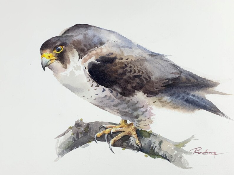 Falcon Original Art Watercolor Painting Gift Artwork Home - Etsy