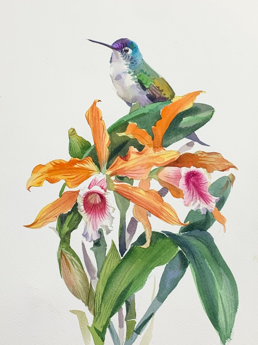 Hummingbird Orchid Flowers Original Art Watercolor Painting Gift ...