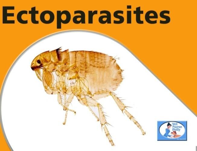 Ectoparasite Veterinary Flash Cards - Rvn/svn/veterinary - Revision ...