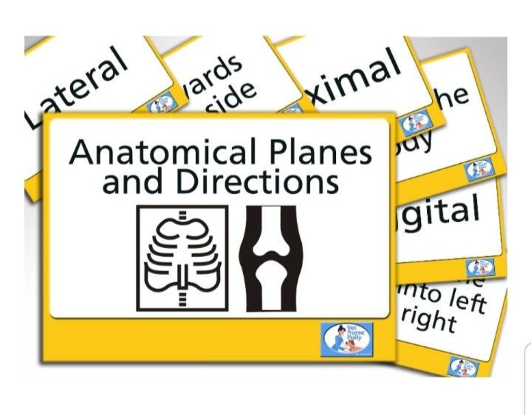 Veterinary Nursing Anatomical Planes Flash Cards - Etsy