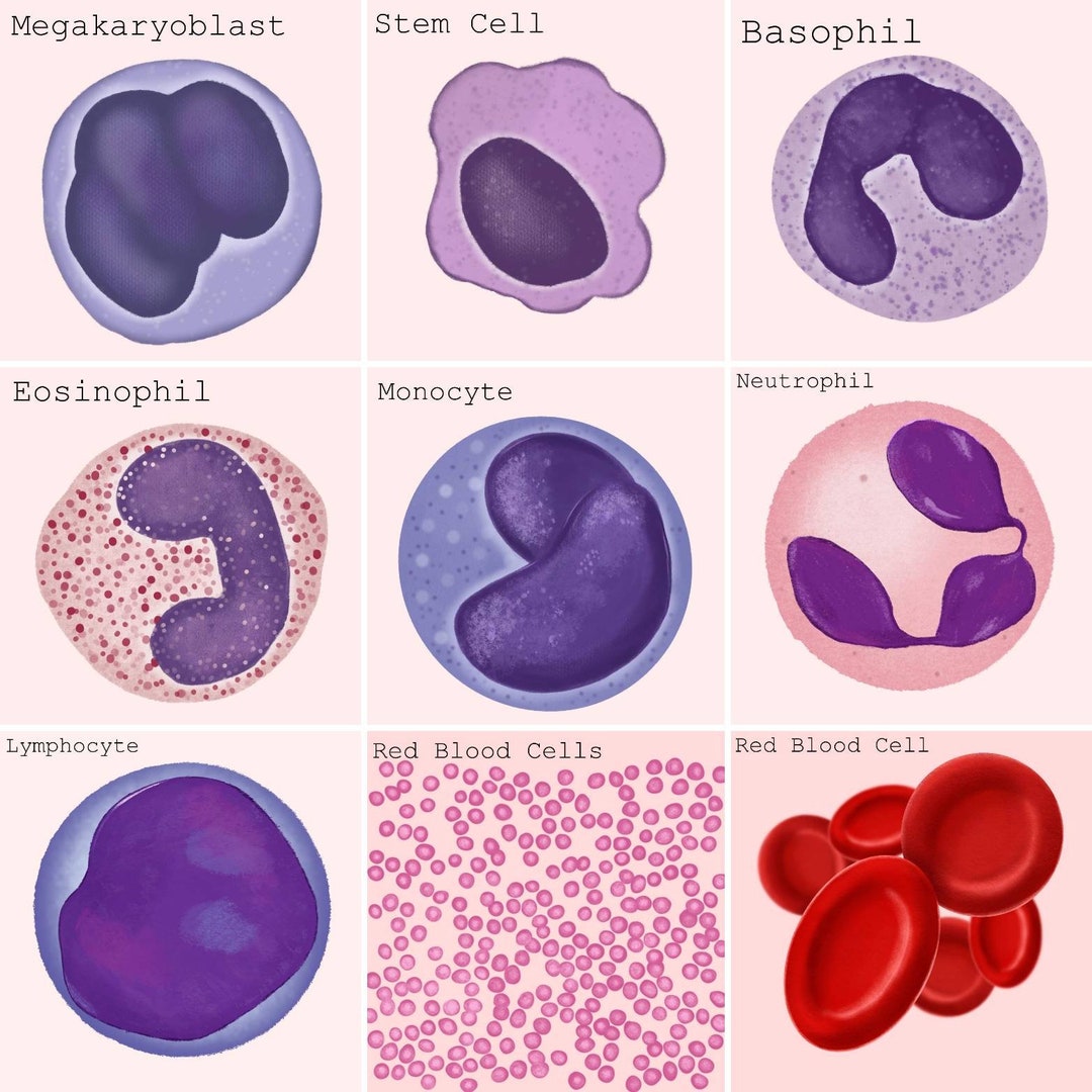 Veterinary Blood Cells Flash Cards (companion Animal) - Etsy