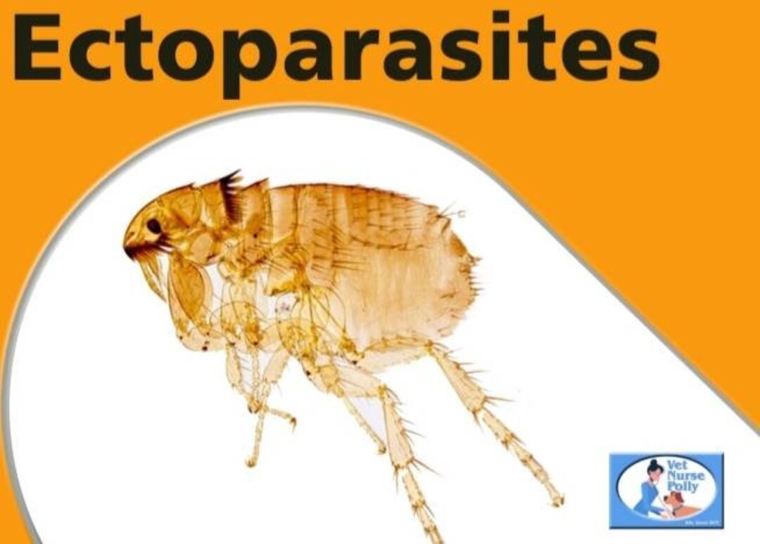 Veterinary Ectoparasite Revision Poster A4 - Etsy UK