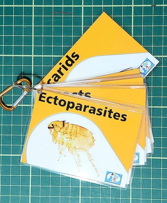 Ectoparasite Veterinary Flash Cards Rvn/svn/veterinary | Etsy UK