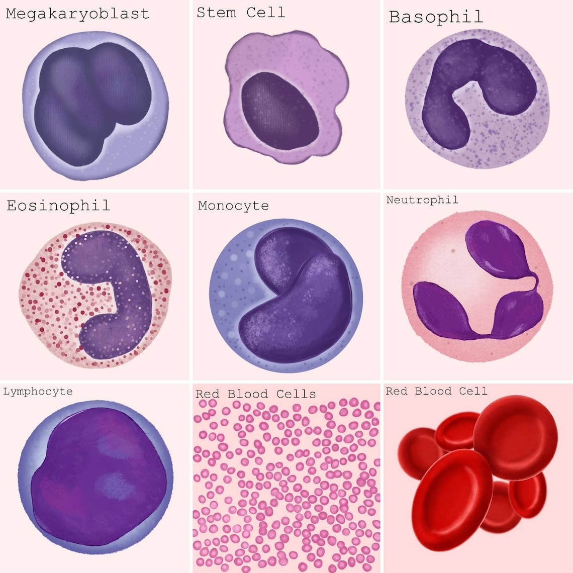 Veterinary Blood Cells Poster (companion Animal) - A3 and A2 - Etsy