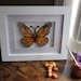 Quilled Paper Art- Monarch Butterfly- Gift- Anniversary- Birthday ...