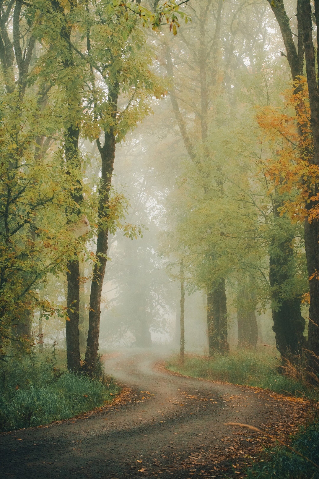 Ridgefield National Wildlife Refuge Foggy Dirt Road - Clark County ...