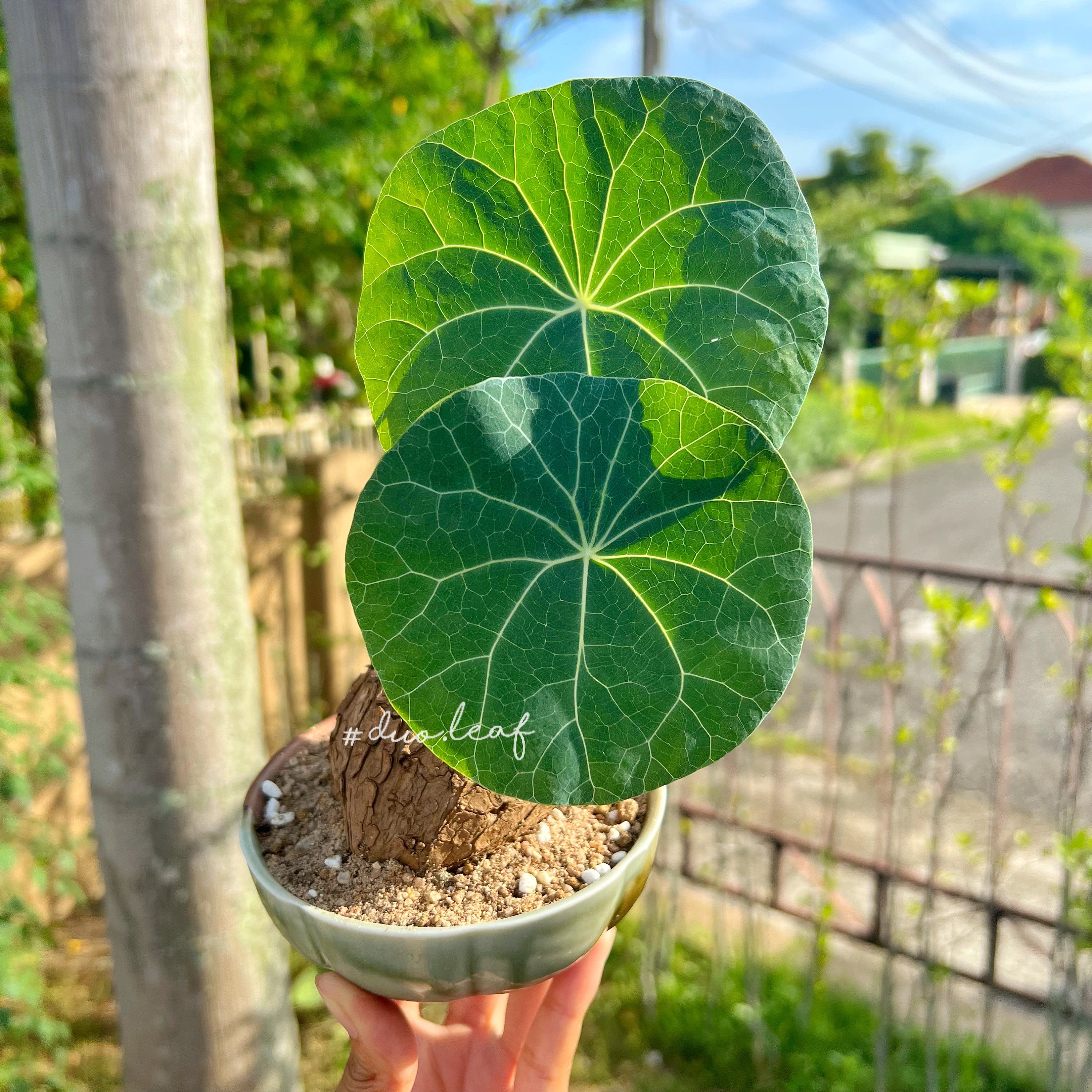 Indoor Planters Home & Living Rare Exotic Plant Caudex Seller U Carib ...