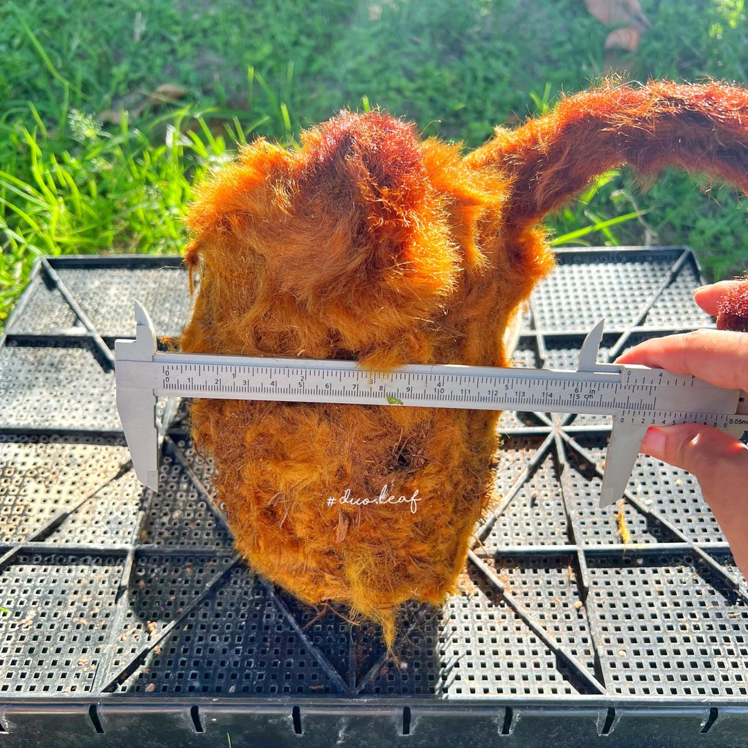 Giant Size Rare Golden Chicken Fern – Cibotium Barometz | Woolly Fern ...