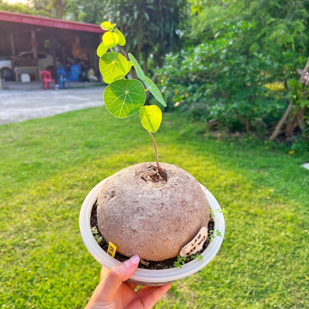 Giant Size Rare Stephania Erecta: 17 Cm 1.2 Kg Exotic Bonsai Succulent ...