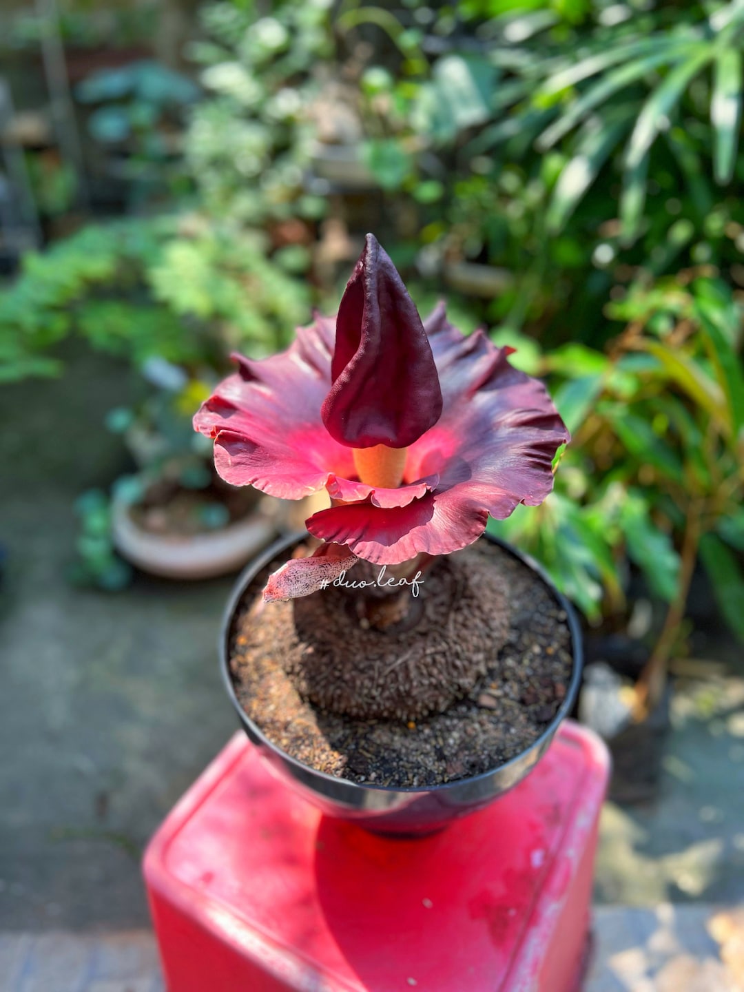 4 KG Rare Amorphophallus Paeoniifolius (elephant Foot Yam) - Exotic ...