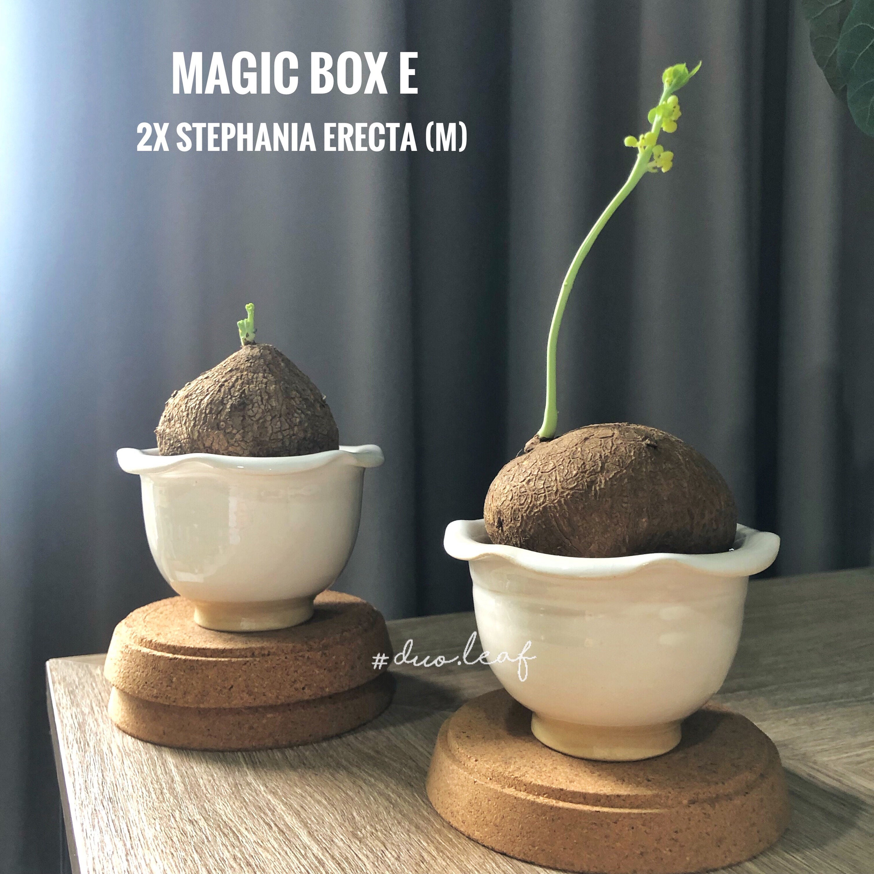 Value Box Stephania Erecta and Phyllanthus Mirabilis best - Etsy