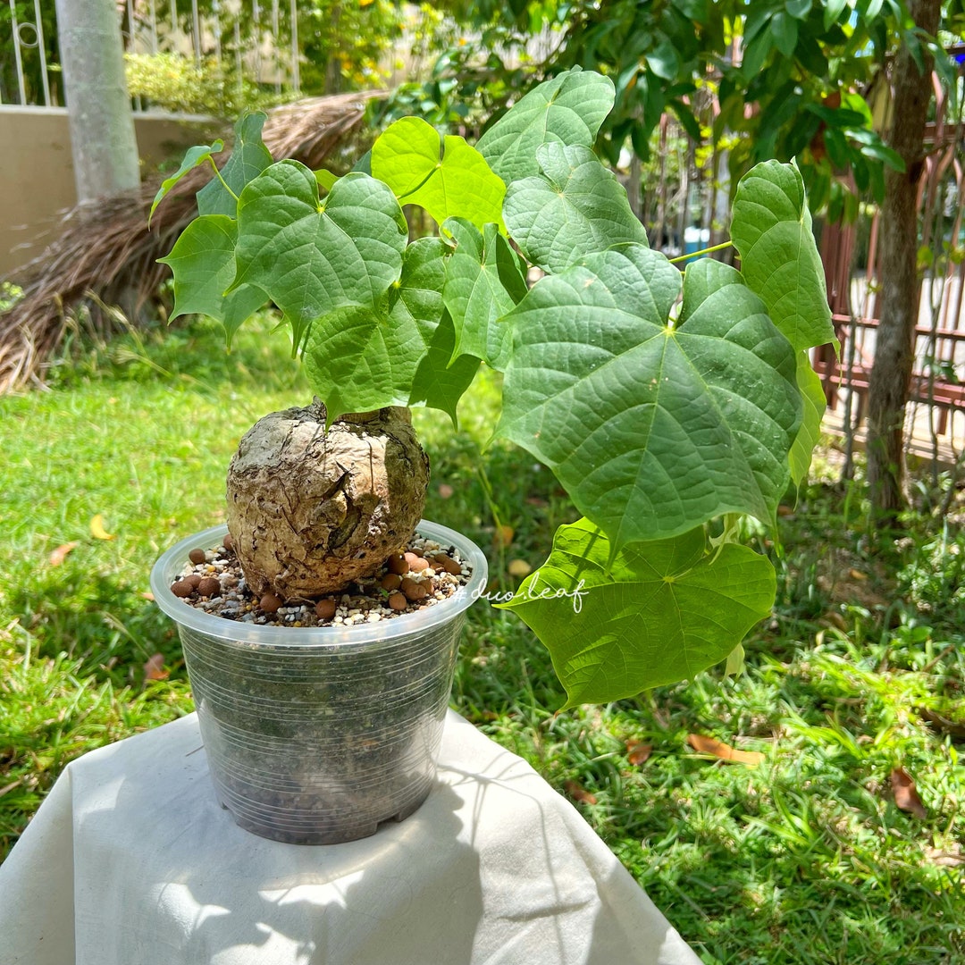 Giant Firmiana Colorata 750g | Sterculia Colorata Caudex | Rare ...