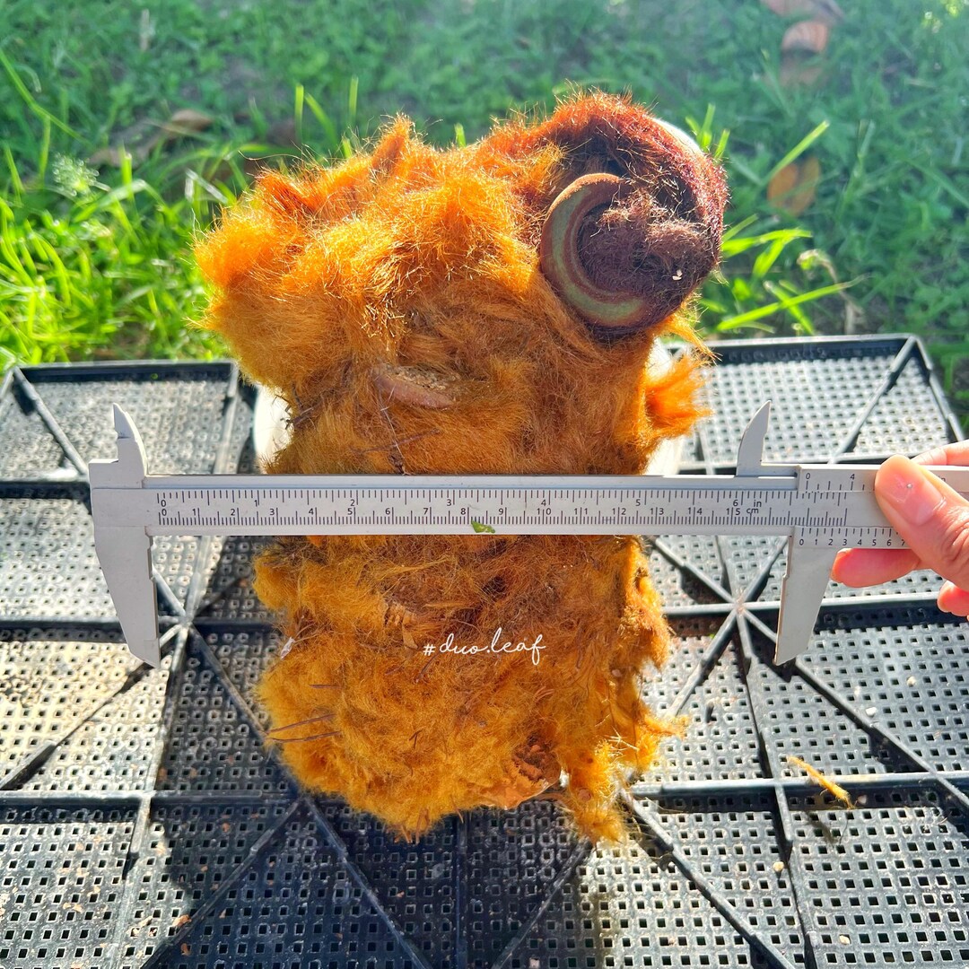 Giant Size Rare Golden Chicken Fern – Cibotium Barometz | Woolly Fern ...