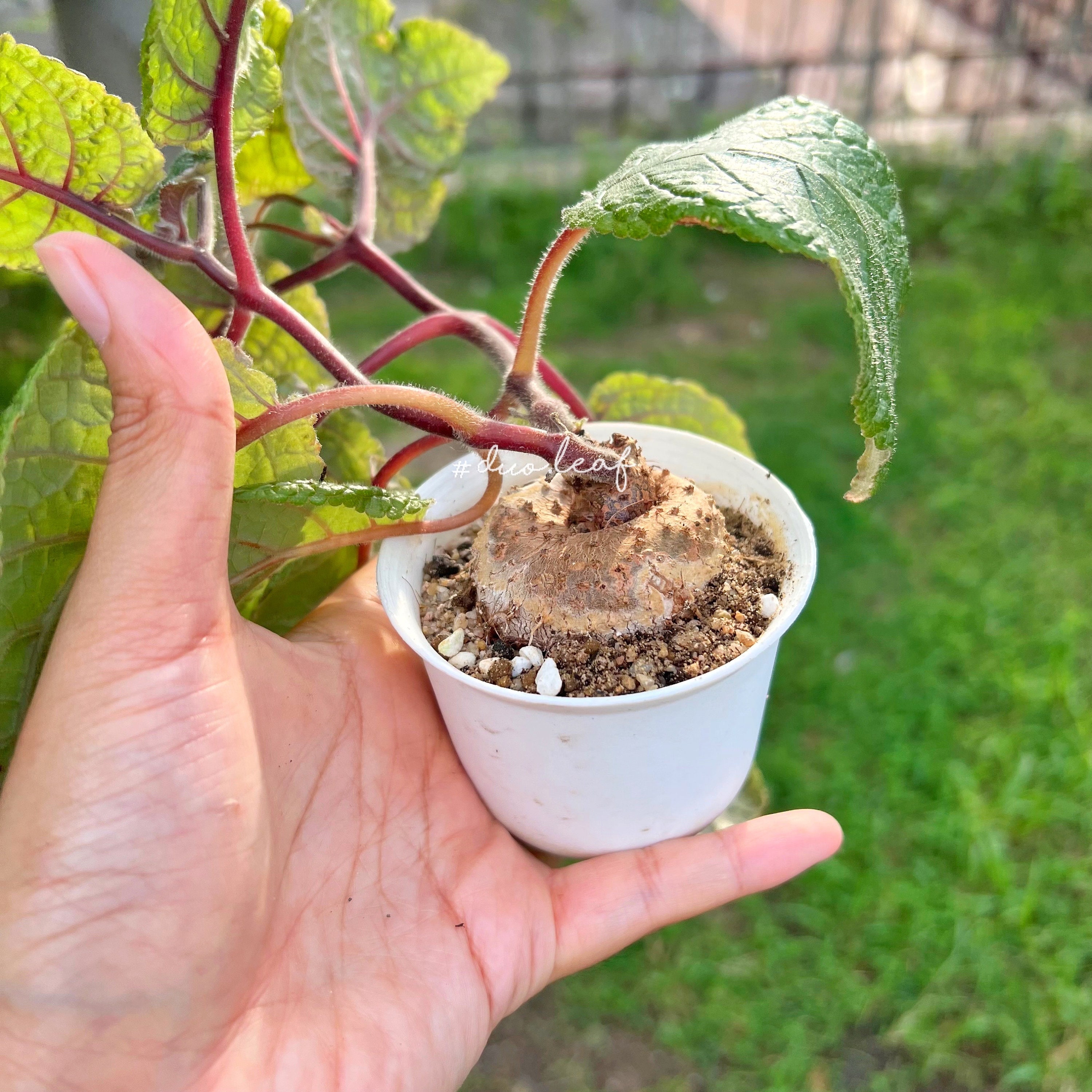 Sinningia Bullata Hybrid Rare Plant - Etsy