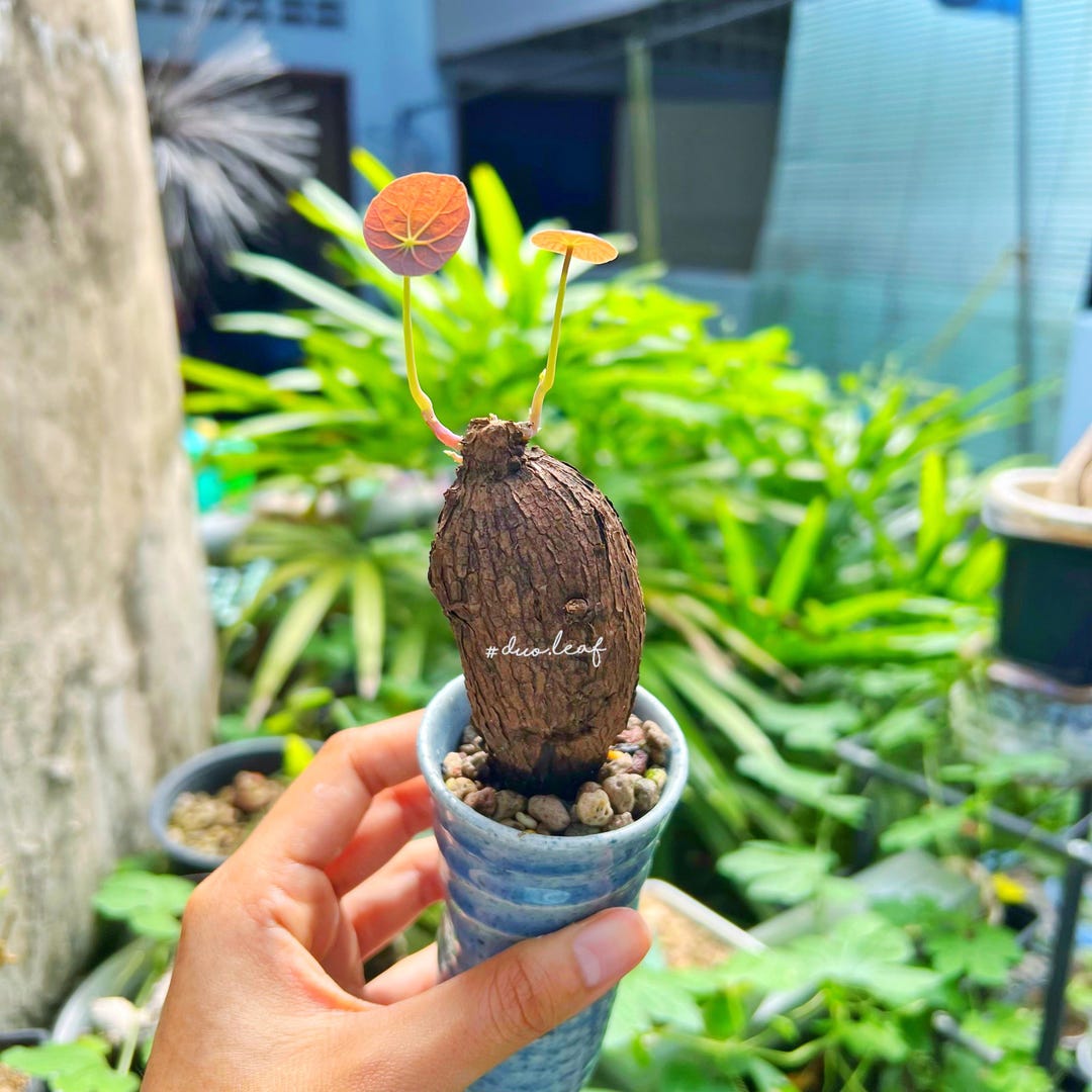 Stephania Nova S+ Size (65g) (kaweesakii) / Caudice / Caudex Plant ...