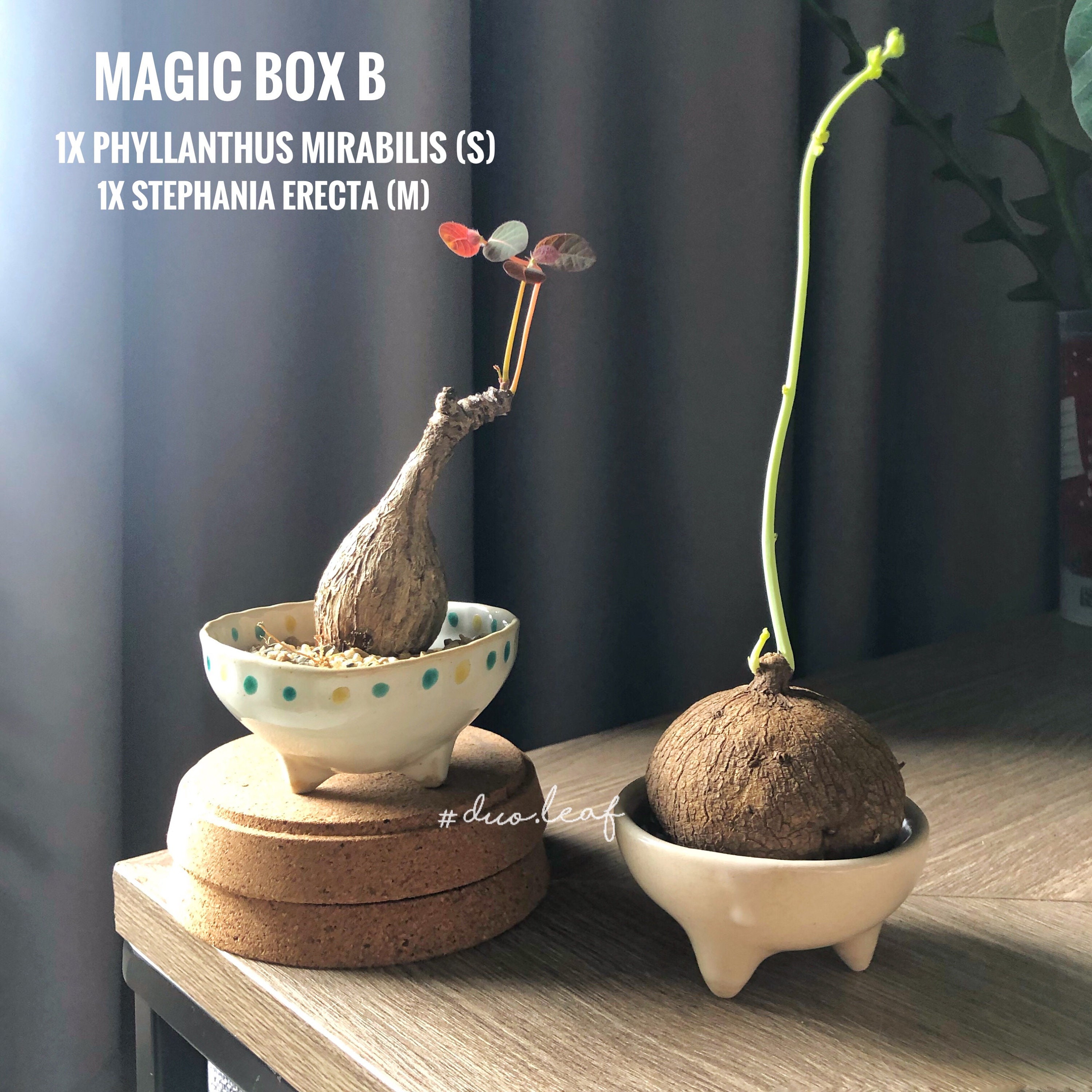 Value Box Stephania Erecta and Phyllanthus Mirabilis best - Etsy