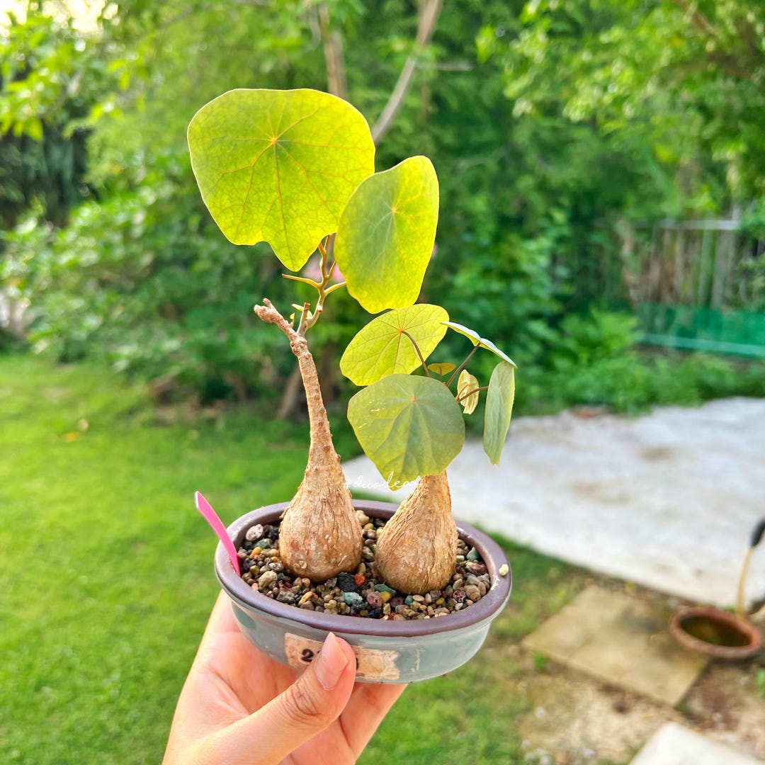 Set 2 Stephania Venosa 'bloody Sap' – Small Caudex Plant, Unique Bonsai ...