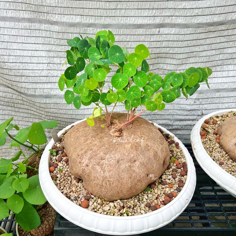 4 Kg Rare Stephania Erecta Giant Size / Decorative Foliage, Succulent ...