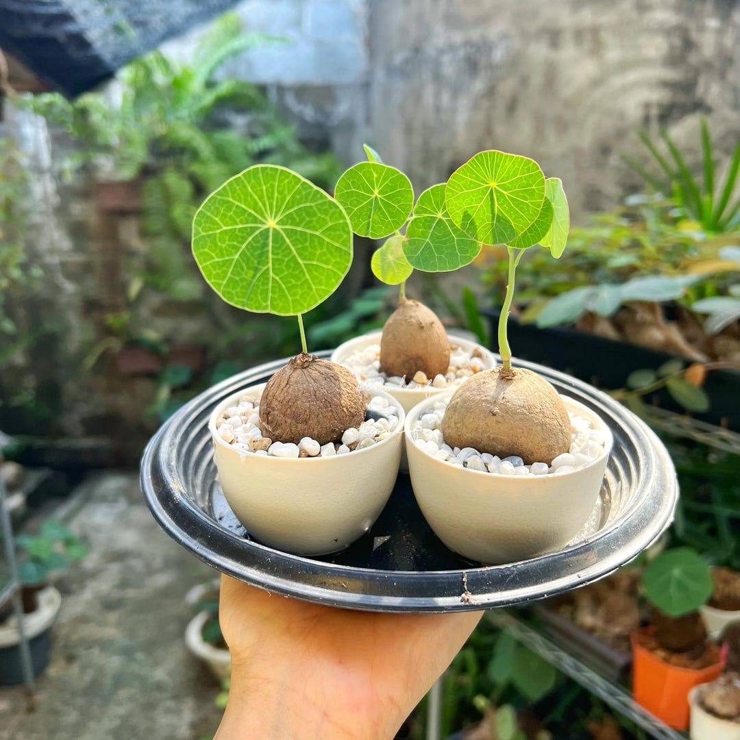 Set of 3 - Stephania Erecta 3-4.2 Cm Indoor Rare Plant, Exotic Bulbs ...