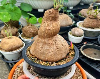Rare Female Giant 1.1 Kg Stephania Erecta | Rare Thai Plant | Unique ...