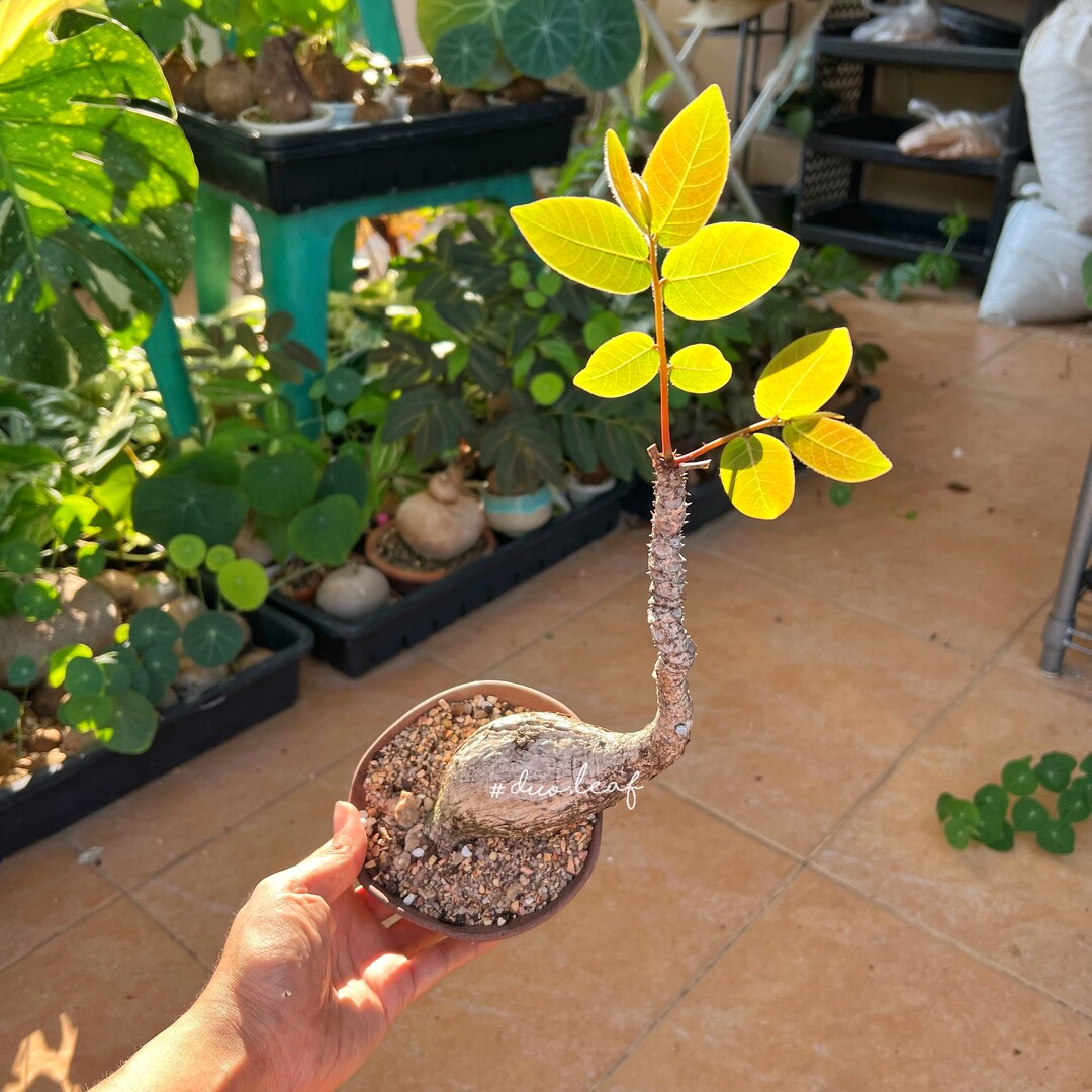 Phyllanthus Mirabilis Long Stem Form rare Plant / Exotic - Etsy