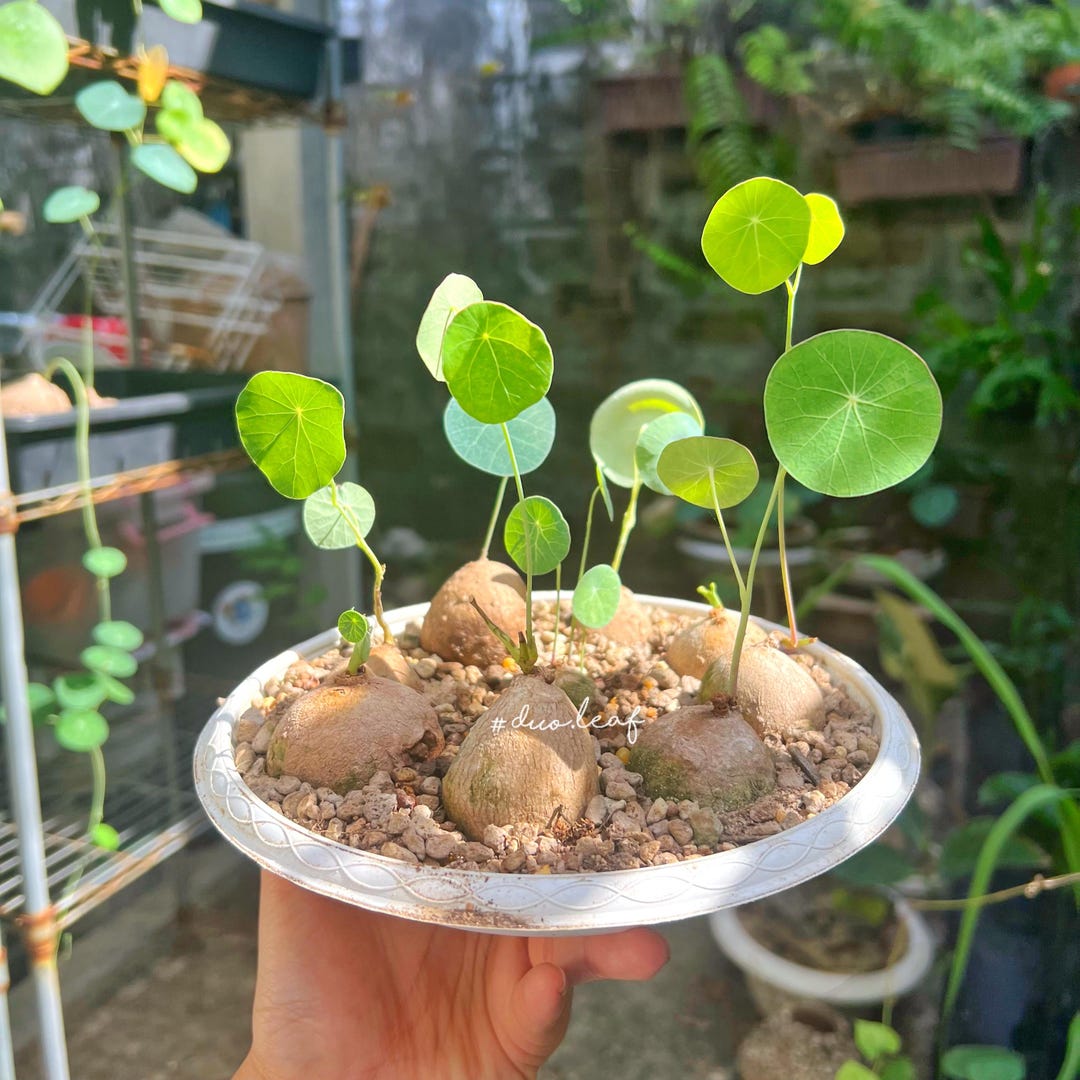 Special Set of 9 Bulbs - Stephania Erecta Size 3 -4.3 Cm Unique Caudex ...