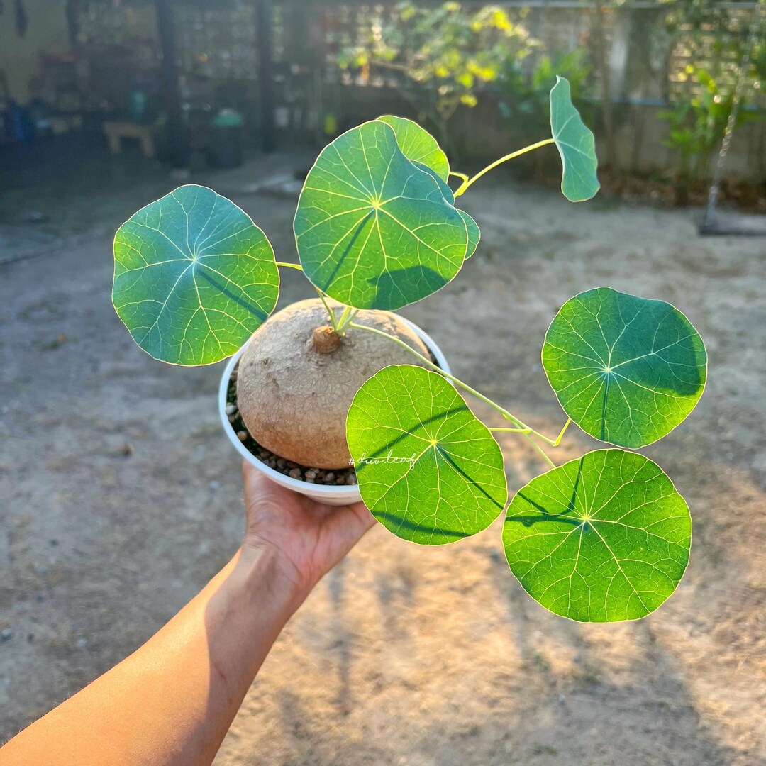 Stephania Erecta Craib 12.5 Cm 685g (cut Leaf Before Shipping) Low ...