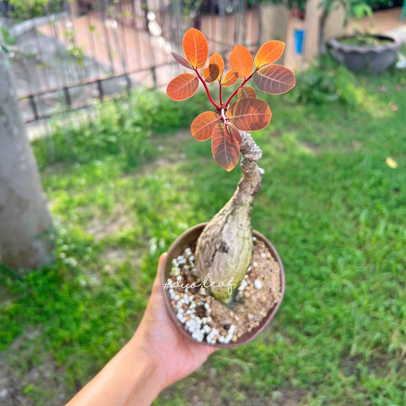 Phyllanthus Mirabilis Long Stem Form rare Plant / Exotic - Etsy