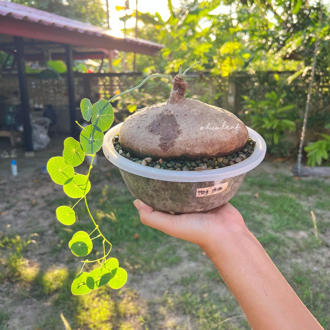 Rare Stephania Erecta 15 Cm 770g | Rare Houseplant | Exotic Plant ...