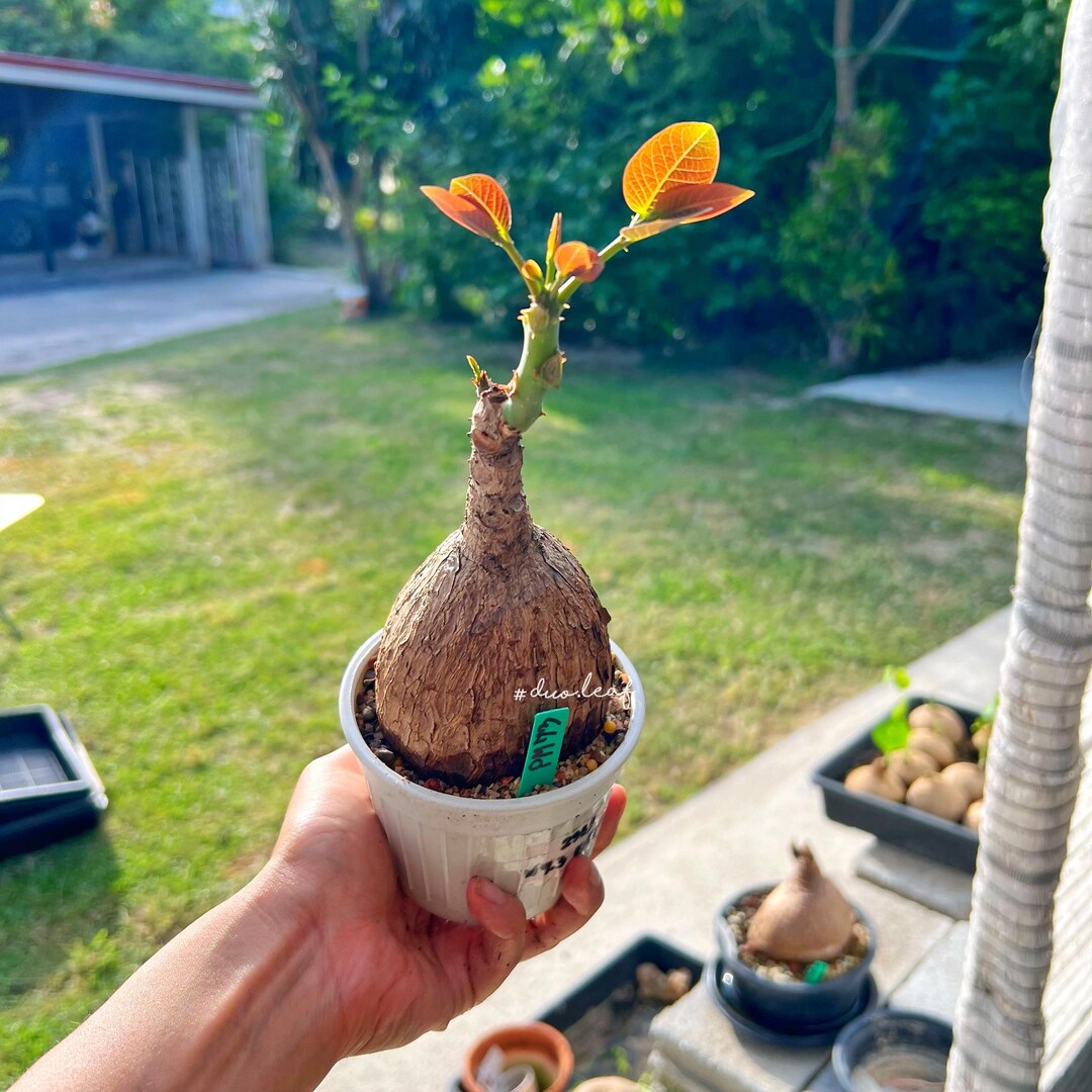 Rare Caudex Plant Phyllanthus Mirabilis - XL (236g) 奇異油柑 居家风水植物 Unique ...